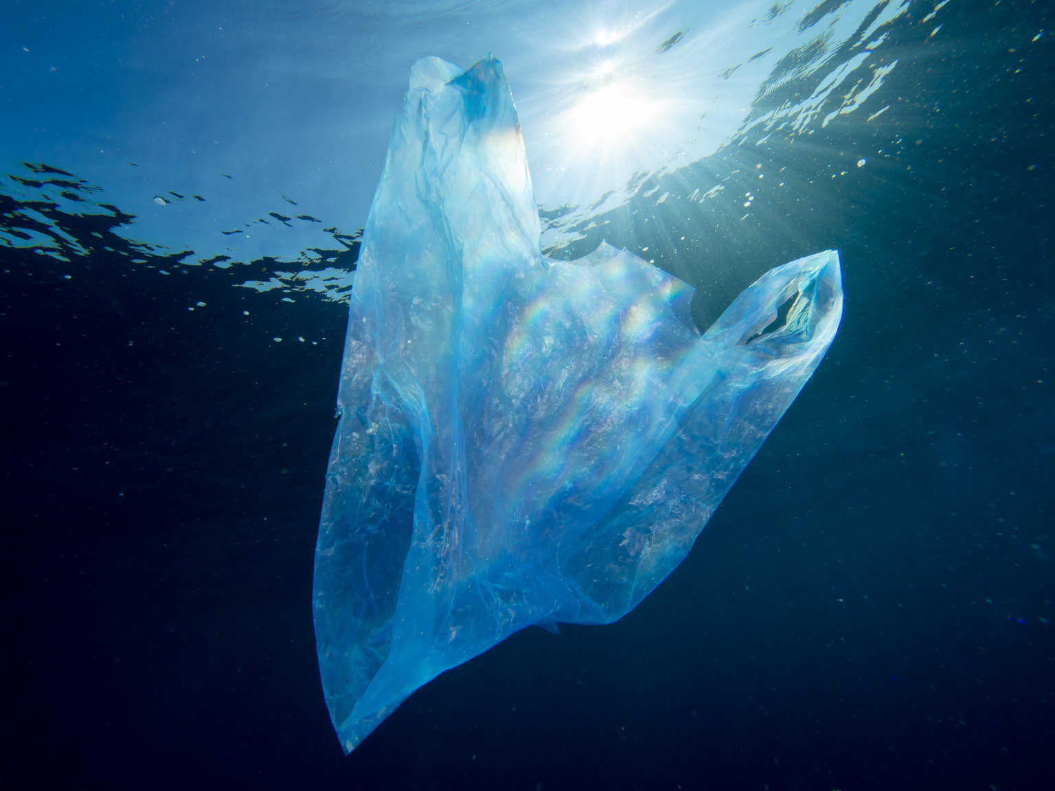 Une espèce de sac plastique développe des pattes et évolue pour quitter ...